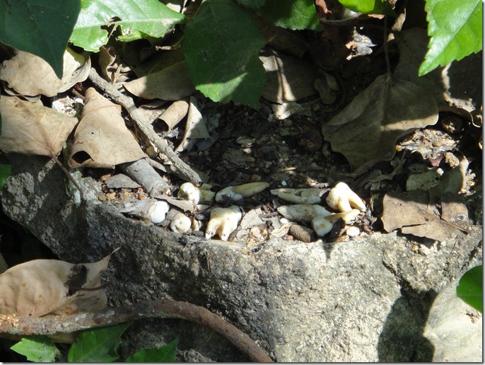 The Knotty Travellers: From Pol Pot to Angkor Wat: It’s a Holiday in ...